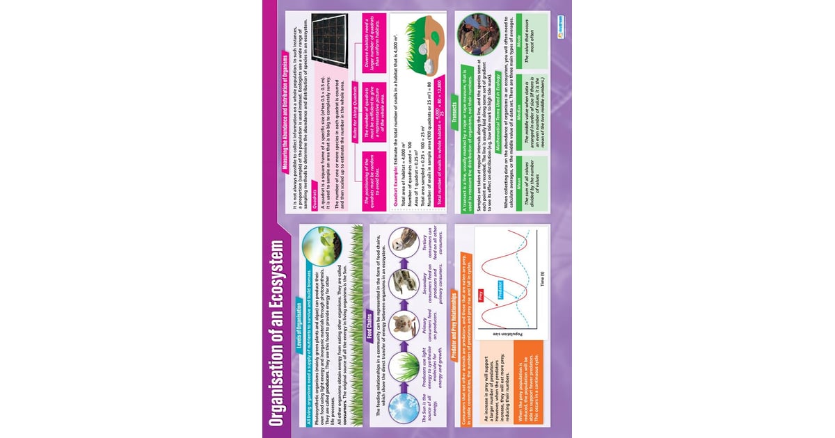 Organisation of an Ecosystem Poster - Daydream Education