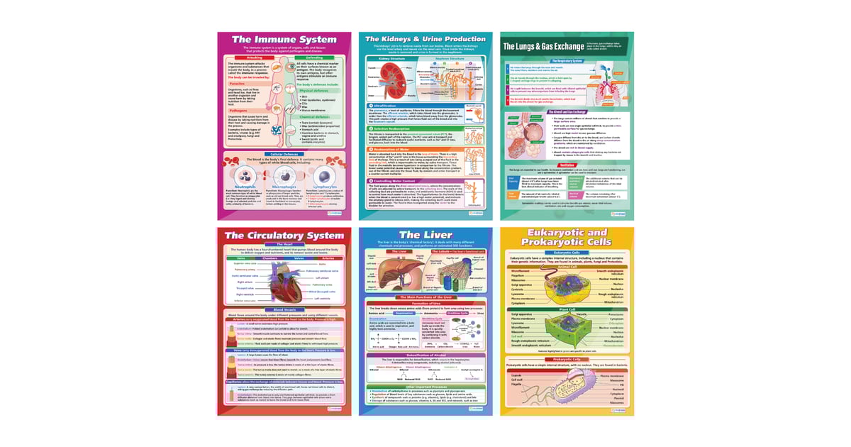 Biology High School Posters - Set of 6 - Daydream Education