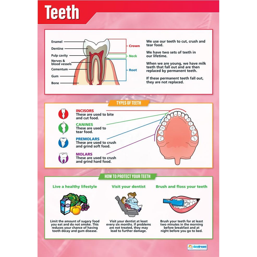 Teeth Poster - Daydream Education