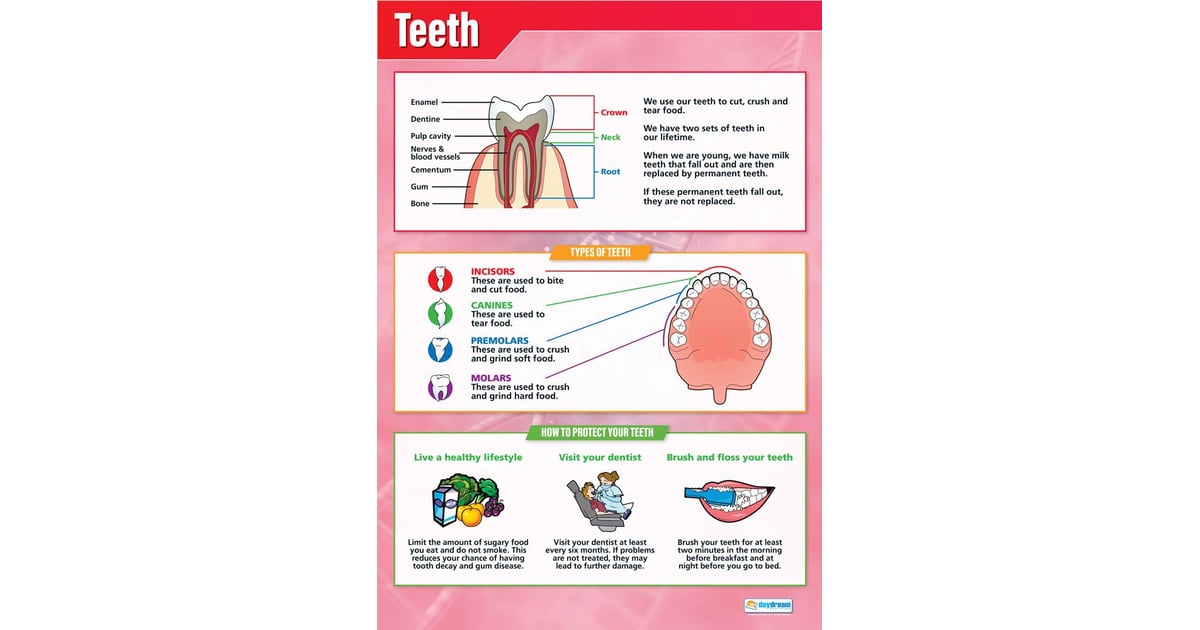 Teeth Poster - Daydream Education