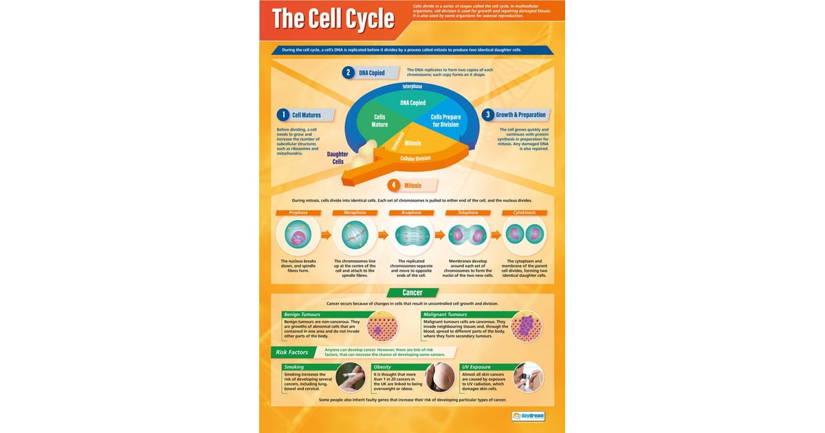 The Cell Cycle Poster - Daydream Education