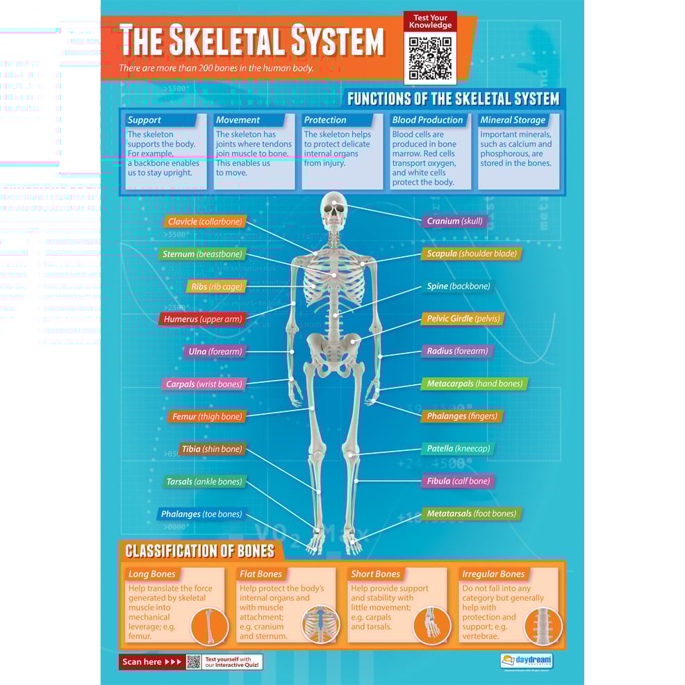 The Skeletal System Poster - Daydream Education
