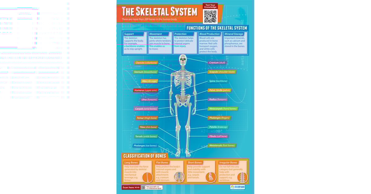 The Skeletal System Poster - Daydream Education