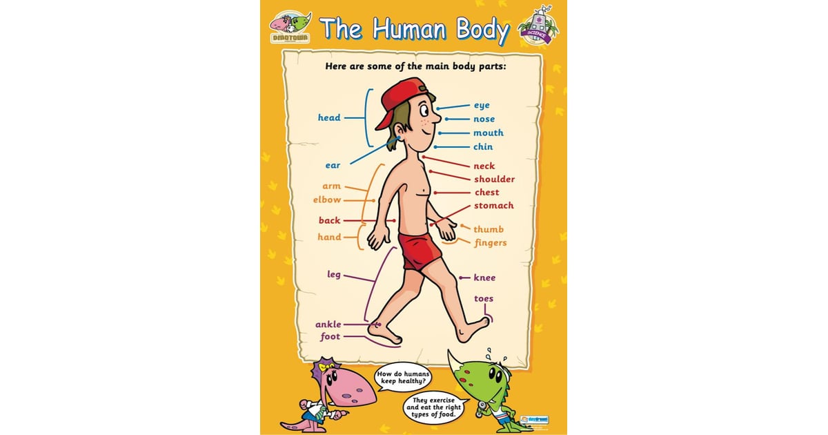 The Human Body Poster - Daydream Education