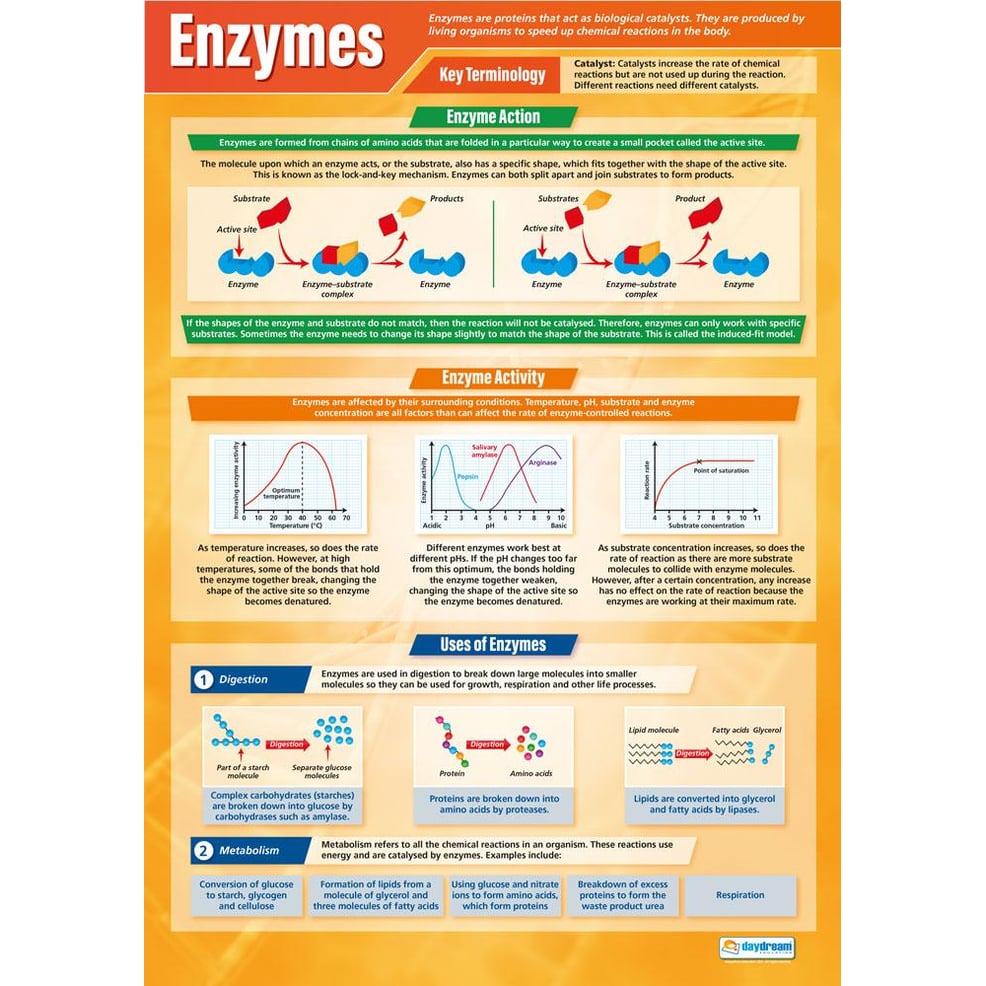 Enzymes Poster - Daydream Education