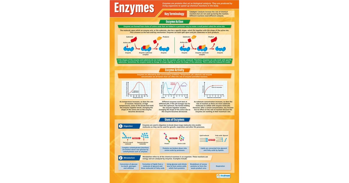 Enzymes Poster - Daydream Education