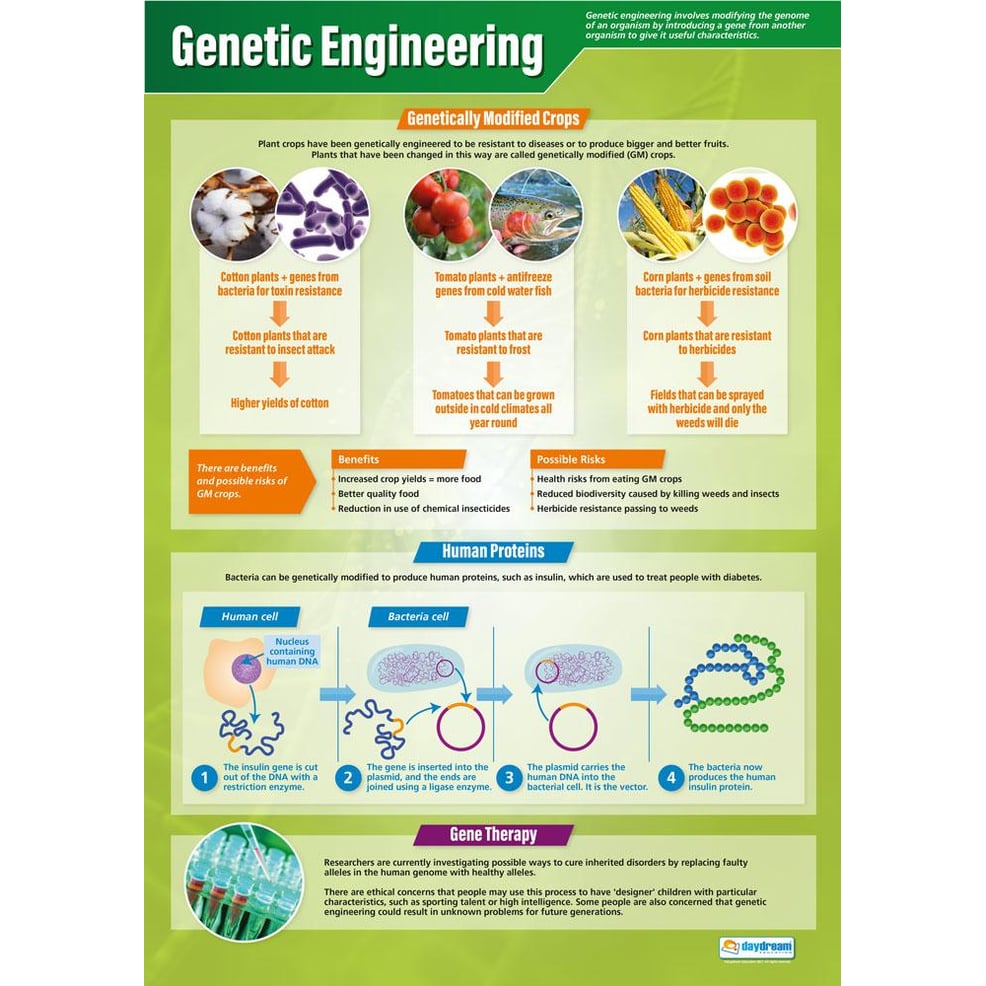 Genetic Engineering Poster - Daydream Education