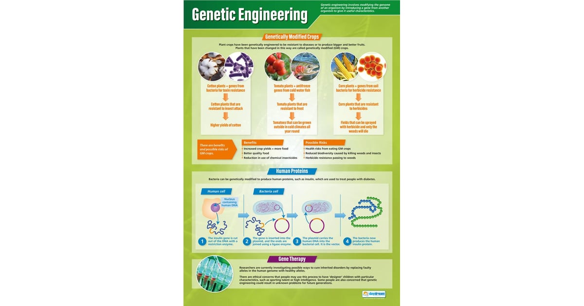 Genetic Engineering Poster - Daydream Education