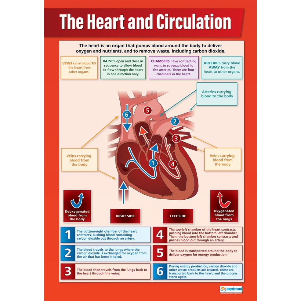 The Heart and Circulation Poster - Daydream Education