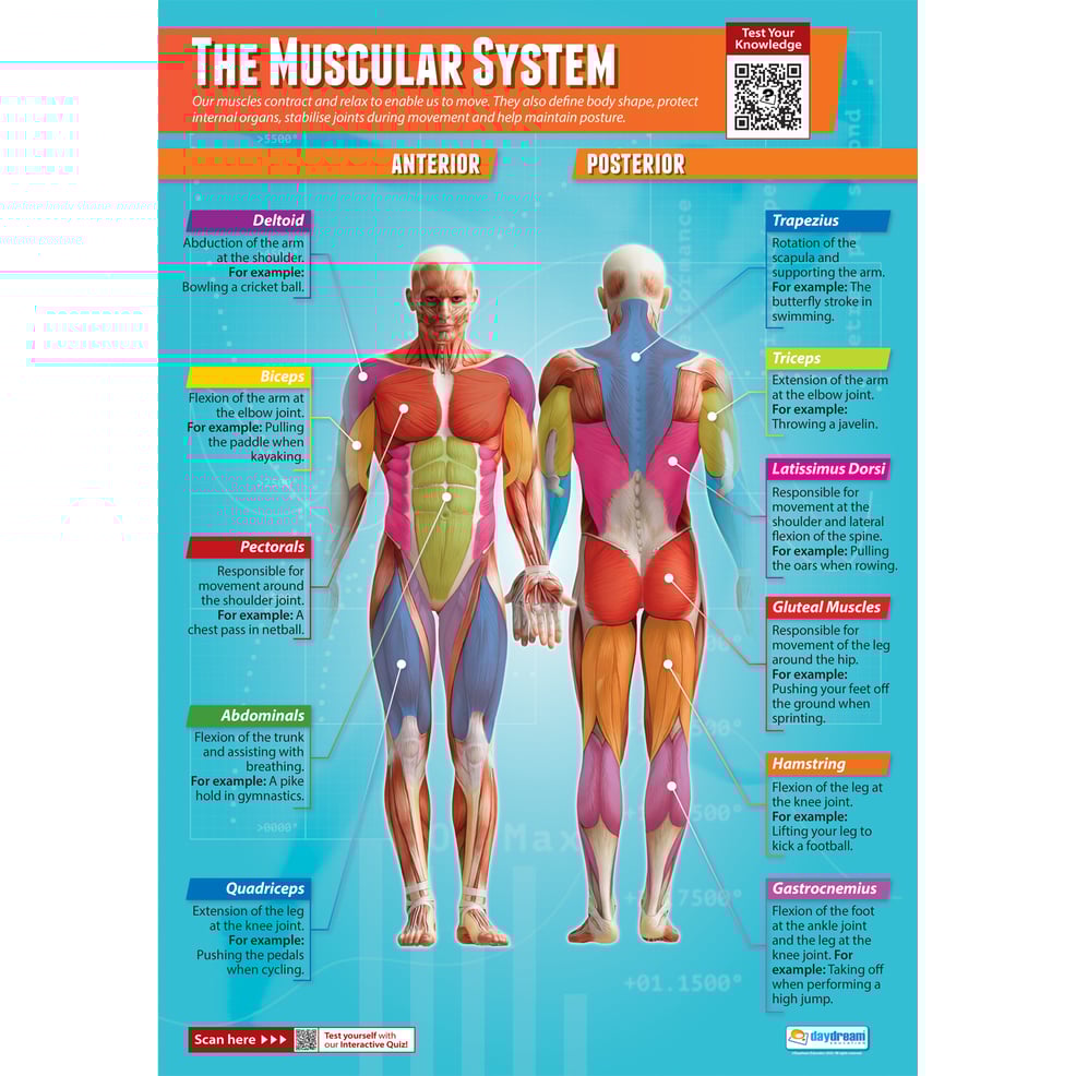 The Muscular System Poster - Daydream Education
