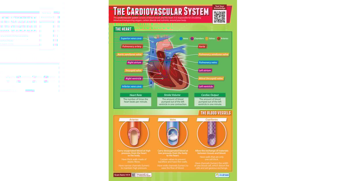 The Cardiovascular System Poster - Daydream Education
