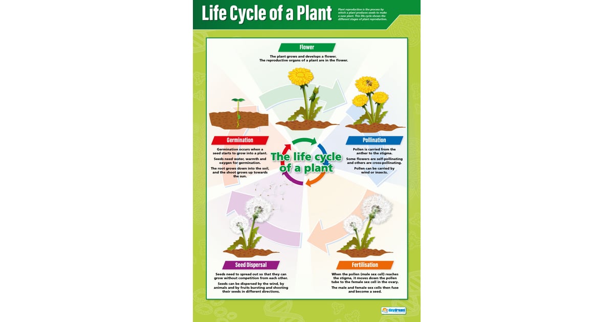Life Cycle of a Plant Poster - Daydream Education