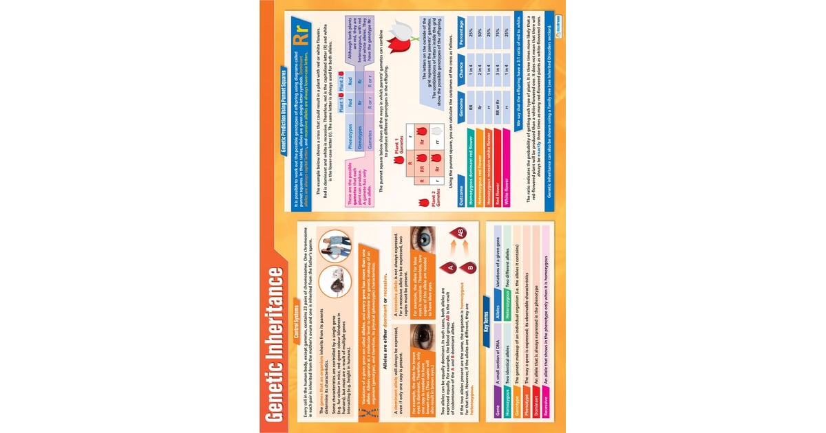 Genetic Inheritance Poster - Daydream Education