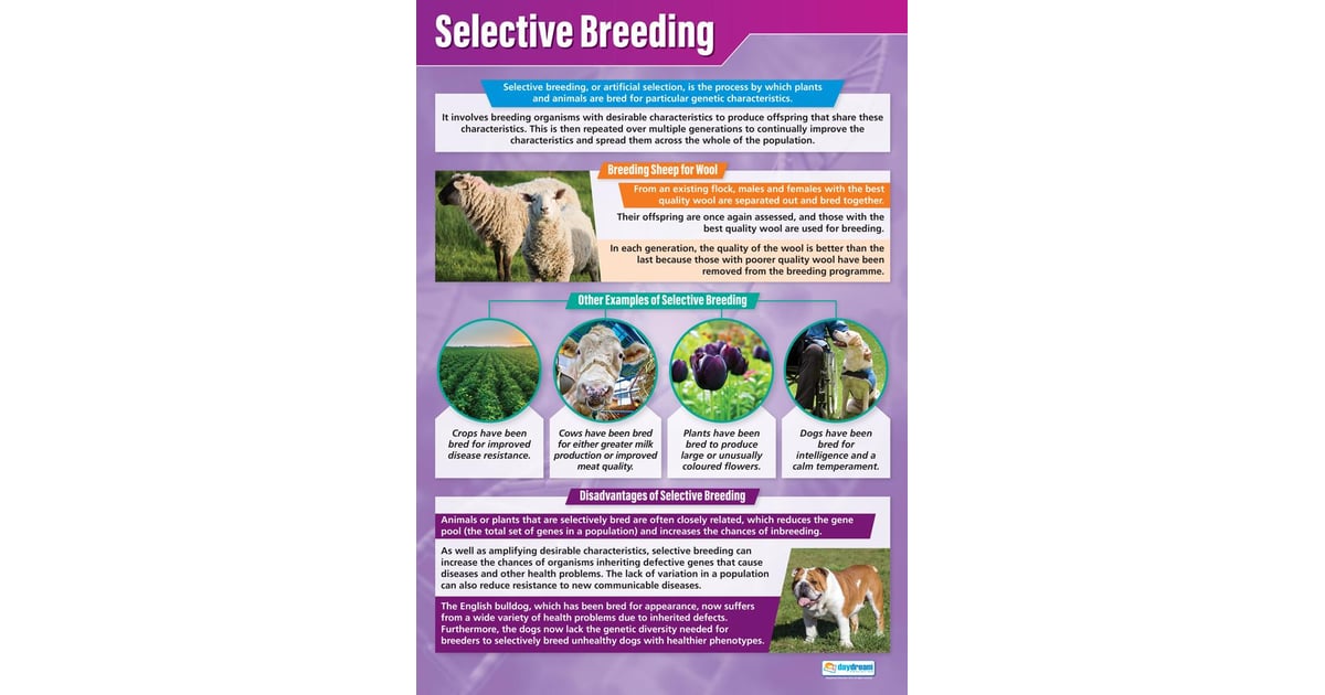 Selective Breeding Poster - Daydream Education