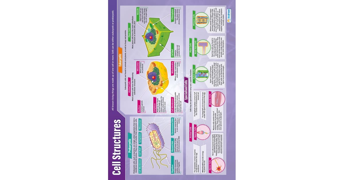 Cell Structures Poster - Daydream Education