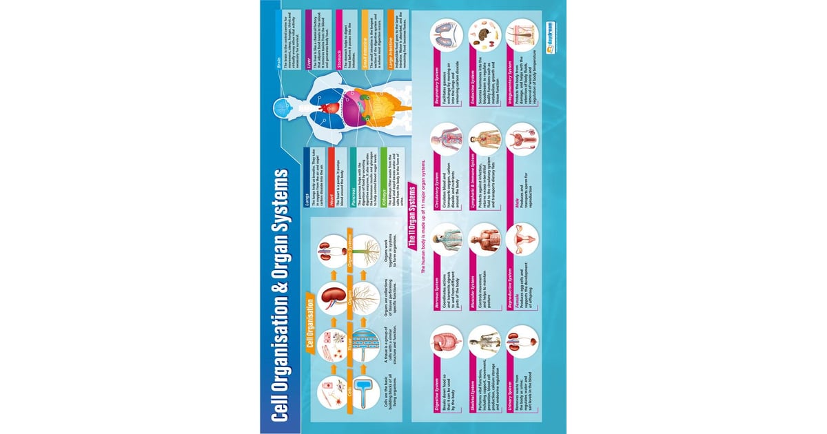 Cell Organization & Organ Systems Poster - Daydream Education