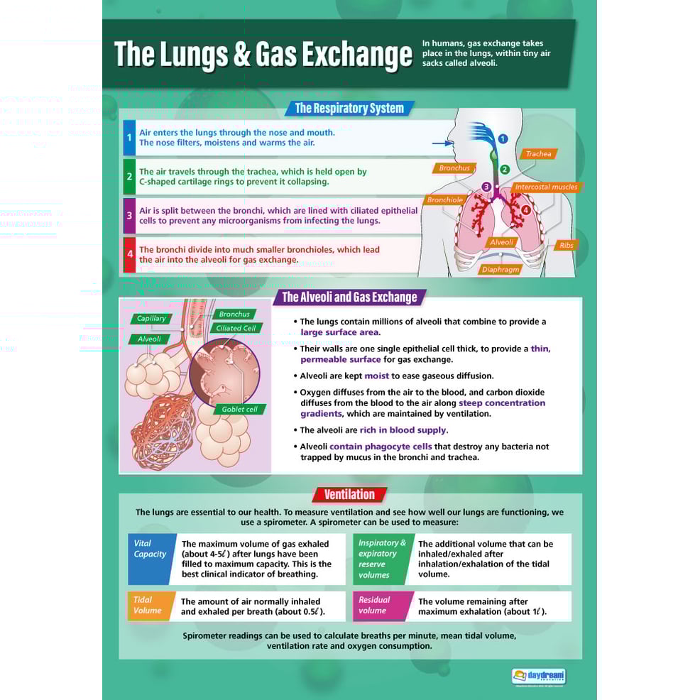 Alveoli Gas Exchange