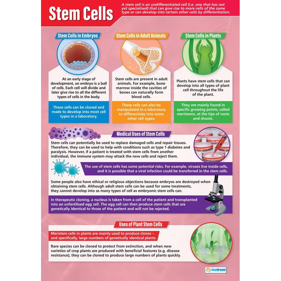 Stem Cells Poster - Daydream Education