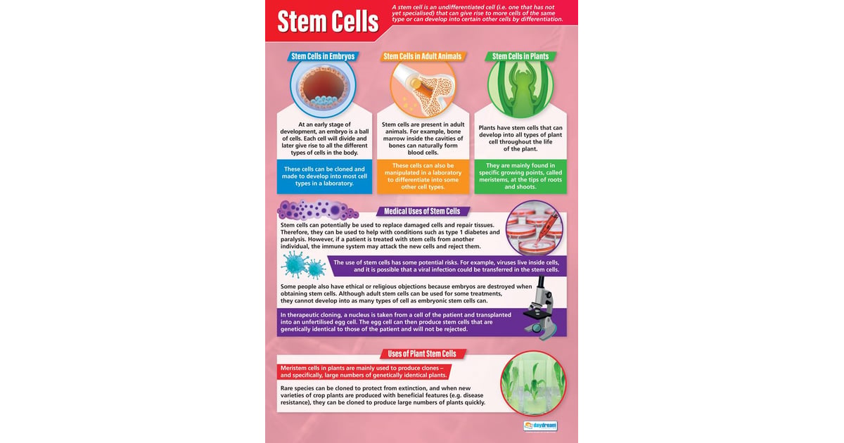 Stem Cells Poster - Daydream Education
