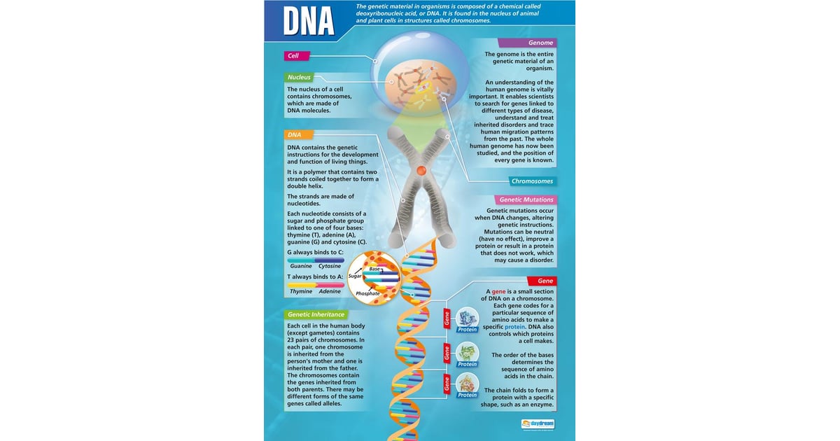 DNA Poster - Daydream Education