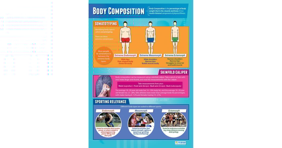 Body Composition Poster - Daydream Education