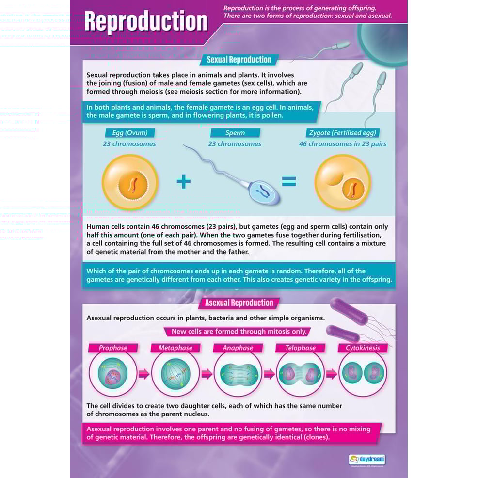 Reproduction Poster - Daydream Education