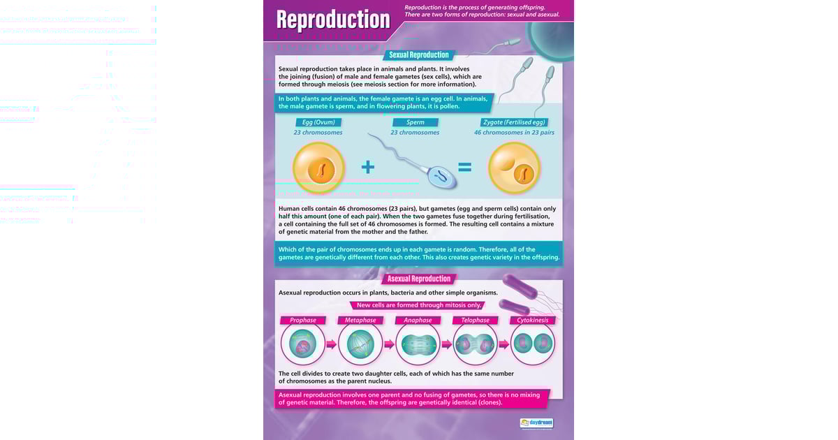 Reproduction Poster - Daydream Education