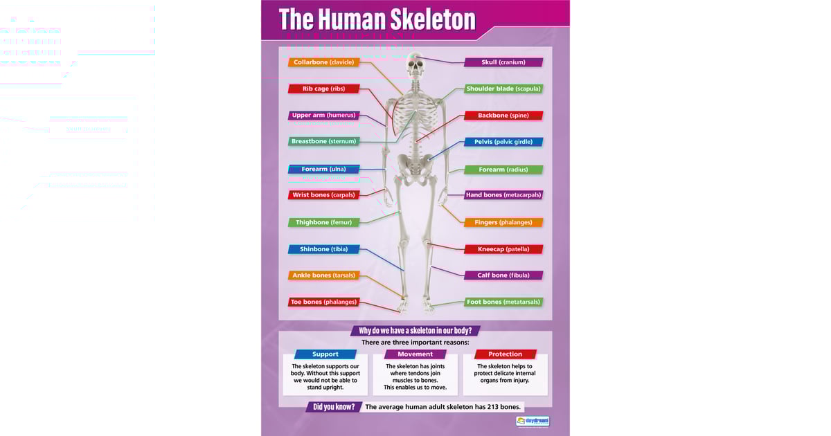 The Human Skeleton Poster - Daydream Education