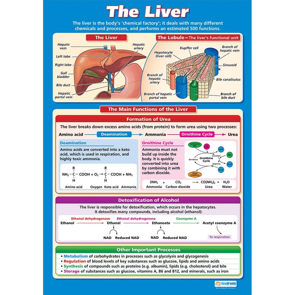 The Liver Poster - Daydream Education