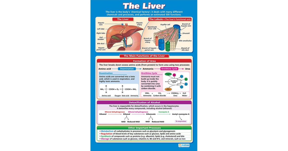The Liver Poster - Daydream Education