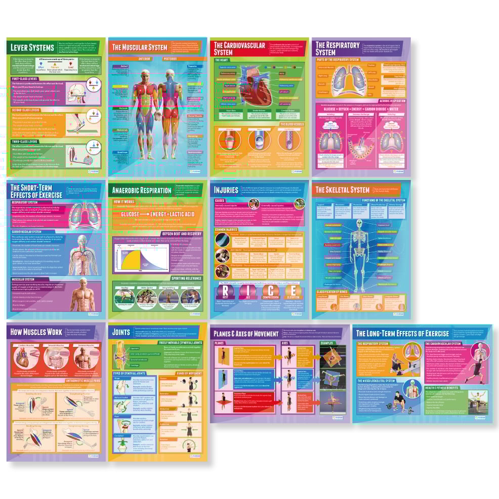 Fitness and Body Systems Posters - Set of 12 - Daydream Education
