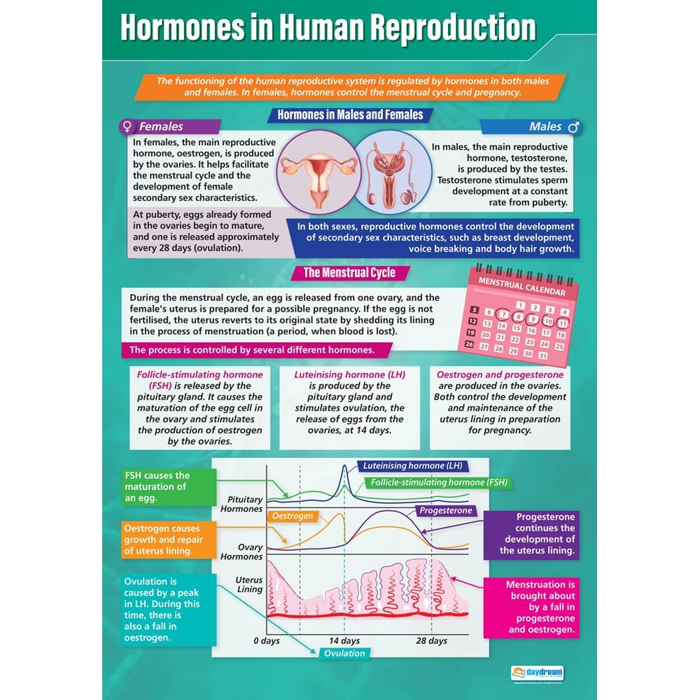 Hormones in Human Reproduction Poster - Daydream Education
