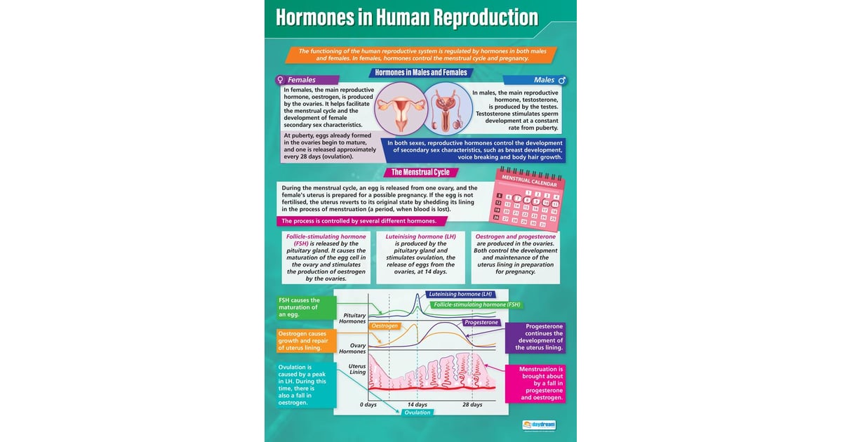 Hormones in Human Reproduction Poster - Daydream Education