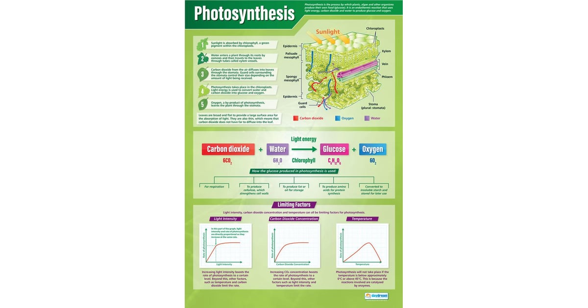 Photosynthesis Poster - Daydream Education