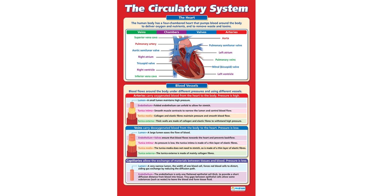 The Circulatory System Science Educational School Posters Buy