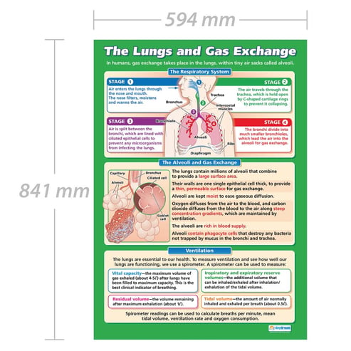 The Lungs and Gas Exchange Poster - Daydream Education