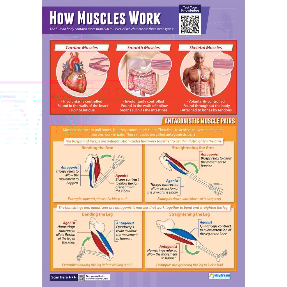 How Muscles Work In Pairs