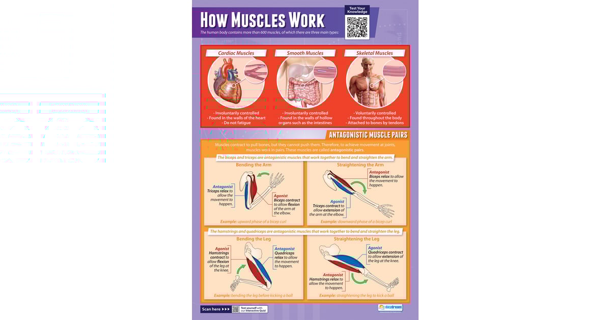 How Muscles Work Poster - Daydream Education