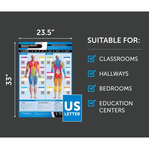 Muscle Groups & Exercises Gym Poster - Innovative Gym & Fitness Charts