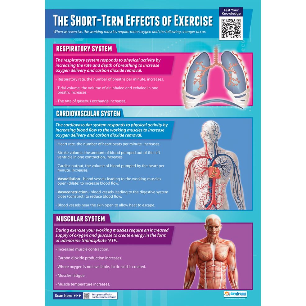 The Short-Term Effects of Exercise Poster - Daydream Education