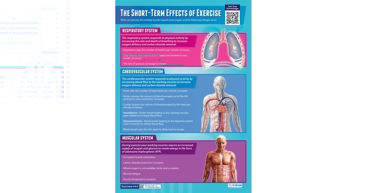 The Short-Term Effects of Exercise Poster - Daydream Education