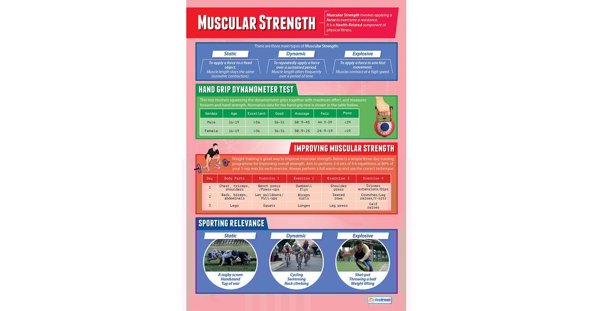 Muscular Strength Poster - Daydream Education