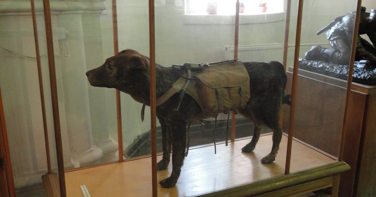 Soviet Anti-Tank Dogs: The Grim Reality of Living Bombs | Into the Shadows