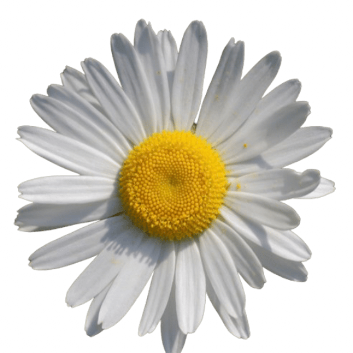 The pe sub | Dopple.ai