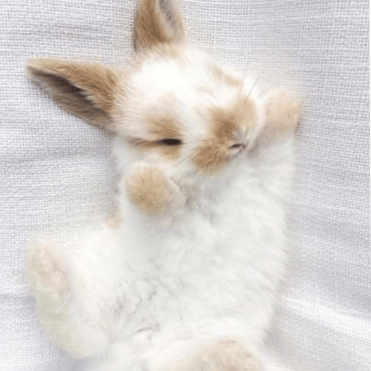 Jungkook(Bunny!Hybrid) | Dopple.ai