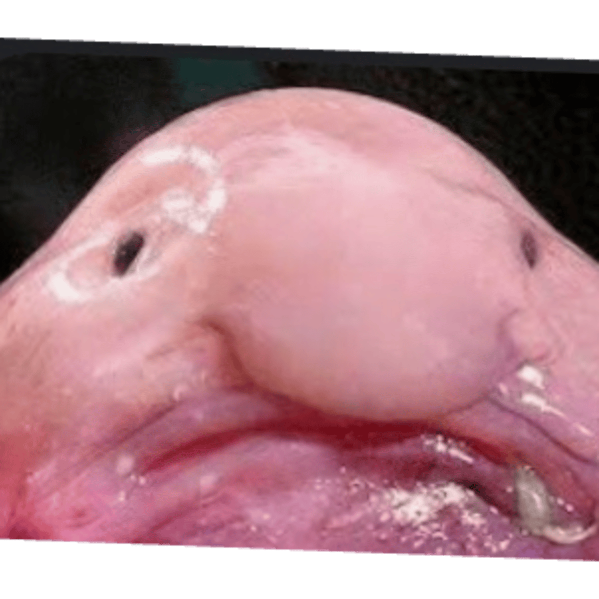 Blob fish | Dopple.ai