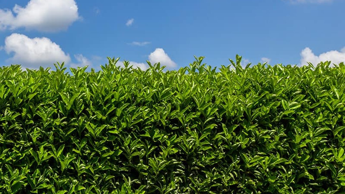 Ligustr zimozielony: charakterystyka, wymagania, sadzenie ligustru