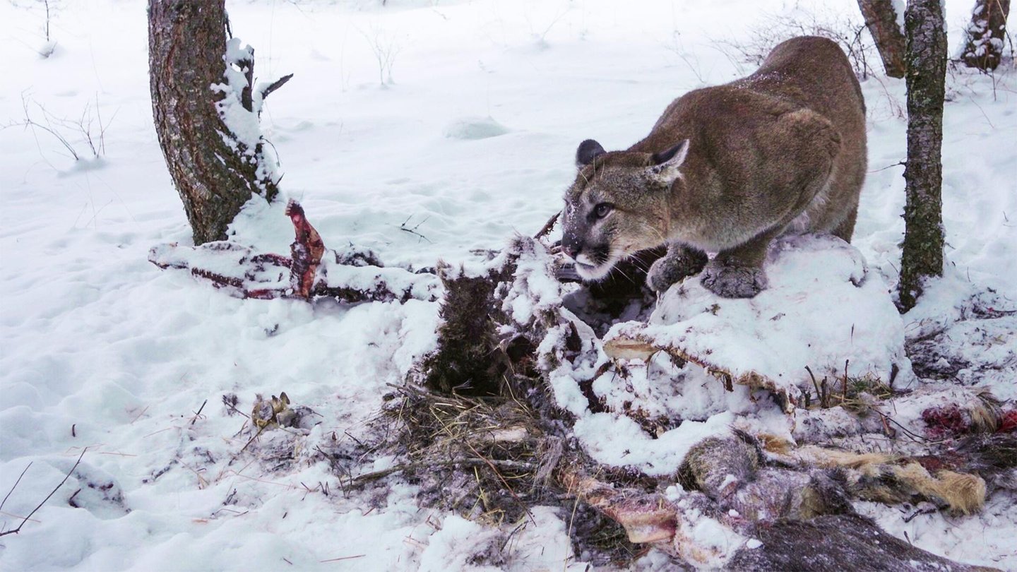 Mountain Lion vs. Elk: Rare Hunt Caught on Camera – WABE