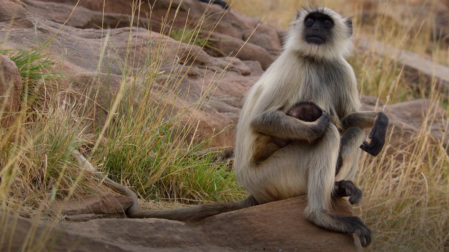 Mom and Newborn Monkey Escape Wild Dogs – WABE
