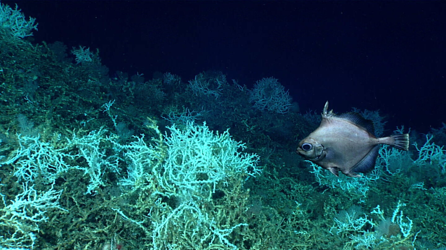The world’s largest known deep sea coral system lies off Georgia’s ...